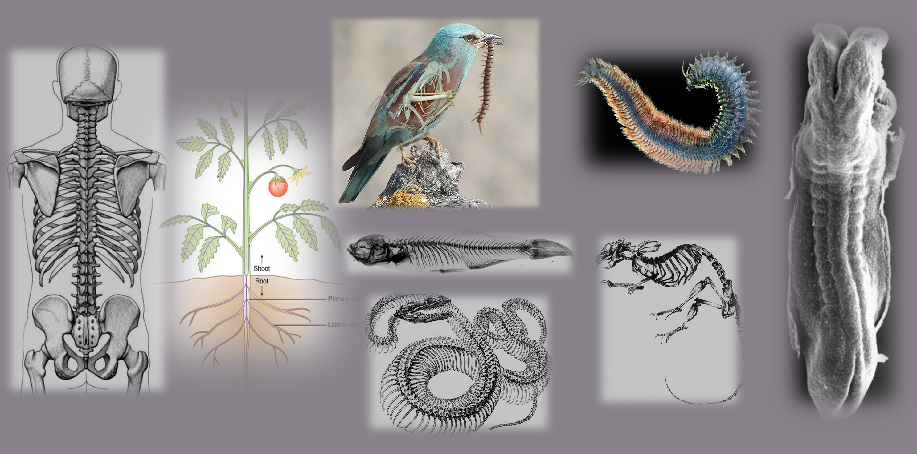 Underlying Principles of Somitogenesis - Physical Biology of Developing ...